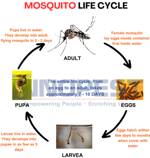 Mosquitoes Control: Unraveling Effective Strategies