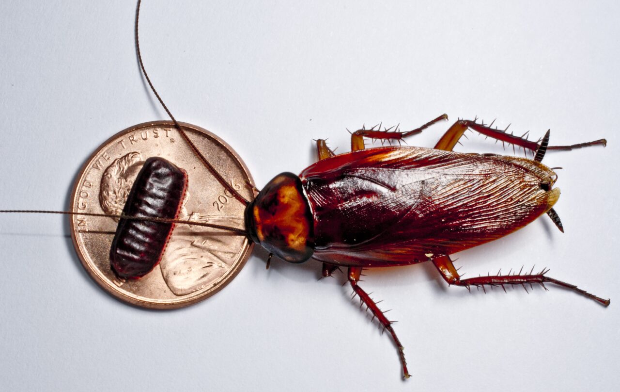 Professional Cockroach Control Services - Eliminate Ants Problem | Innopest